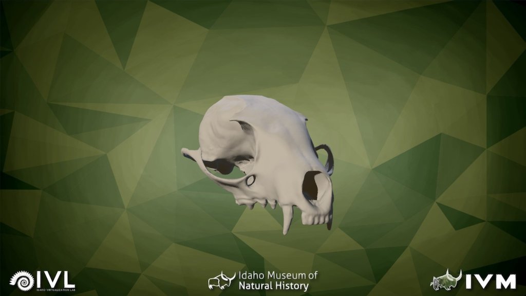 IMNH R-2580 Ring-Tailed Cat Cranium - Download Free 3D model by Idaho ...