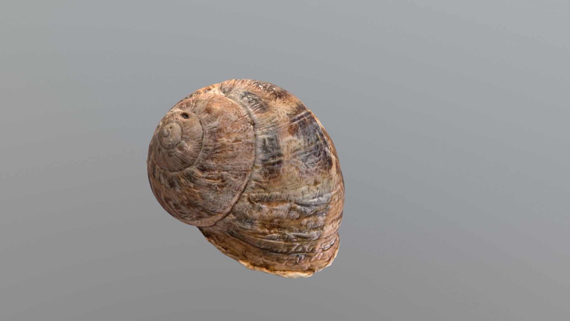Shell medium - Download Free 3D model by Mishiza [39a9a12] - Sketchfab
