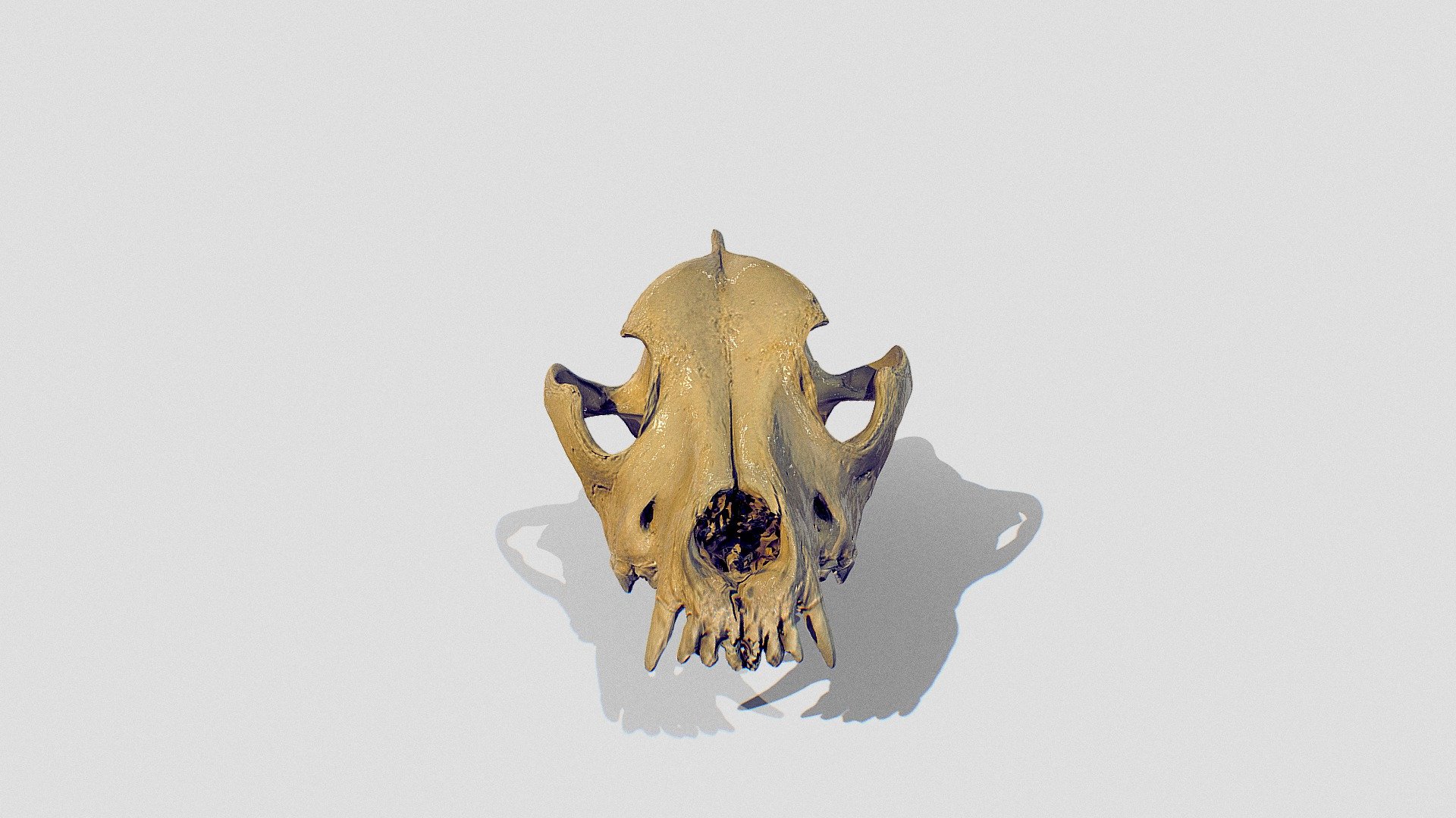 Dog Skull - 3D model by Josh.Hatfield [39aac6d] - Sketchfab