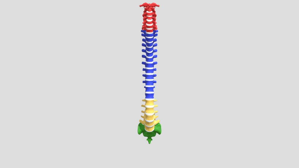 Human Spinal Injury Anatomy - A 3D model collection by youssef ...