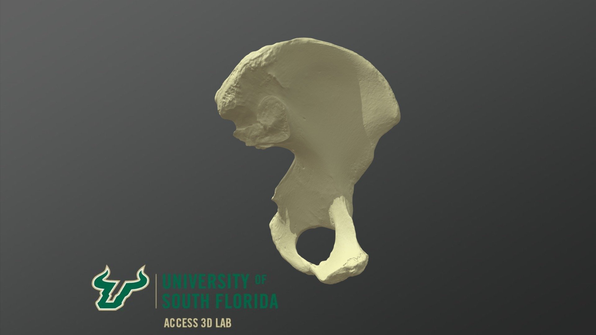 Left Os Coxa (E) - 3D model by access3d [39b736e] - Sketchfab