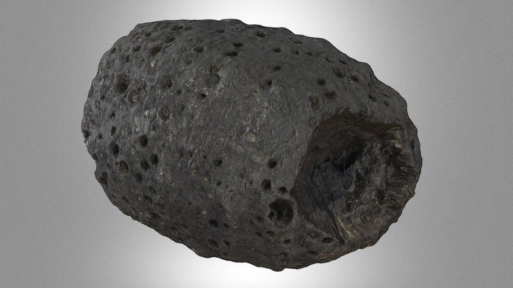 Bennettitales “Cycadeoidea Niedźwiedzki Rac.” - Download Free 3D model ...