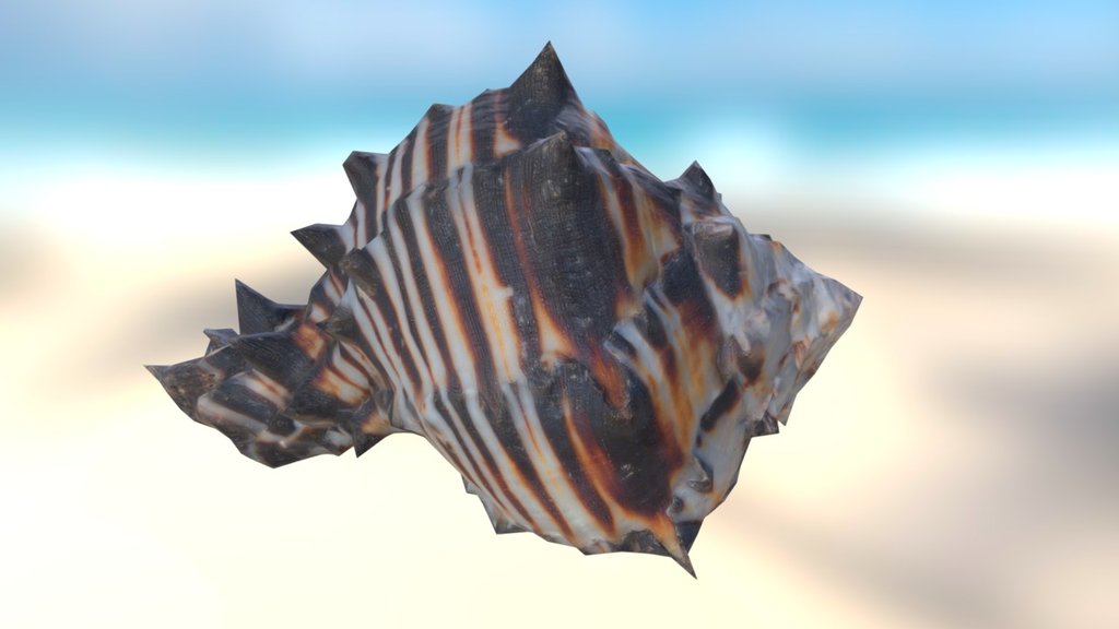 Seashell09 - 3D model by Mikołaj Spychał (@mikolajspy) [39bb2b8 ...