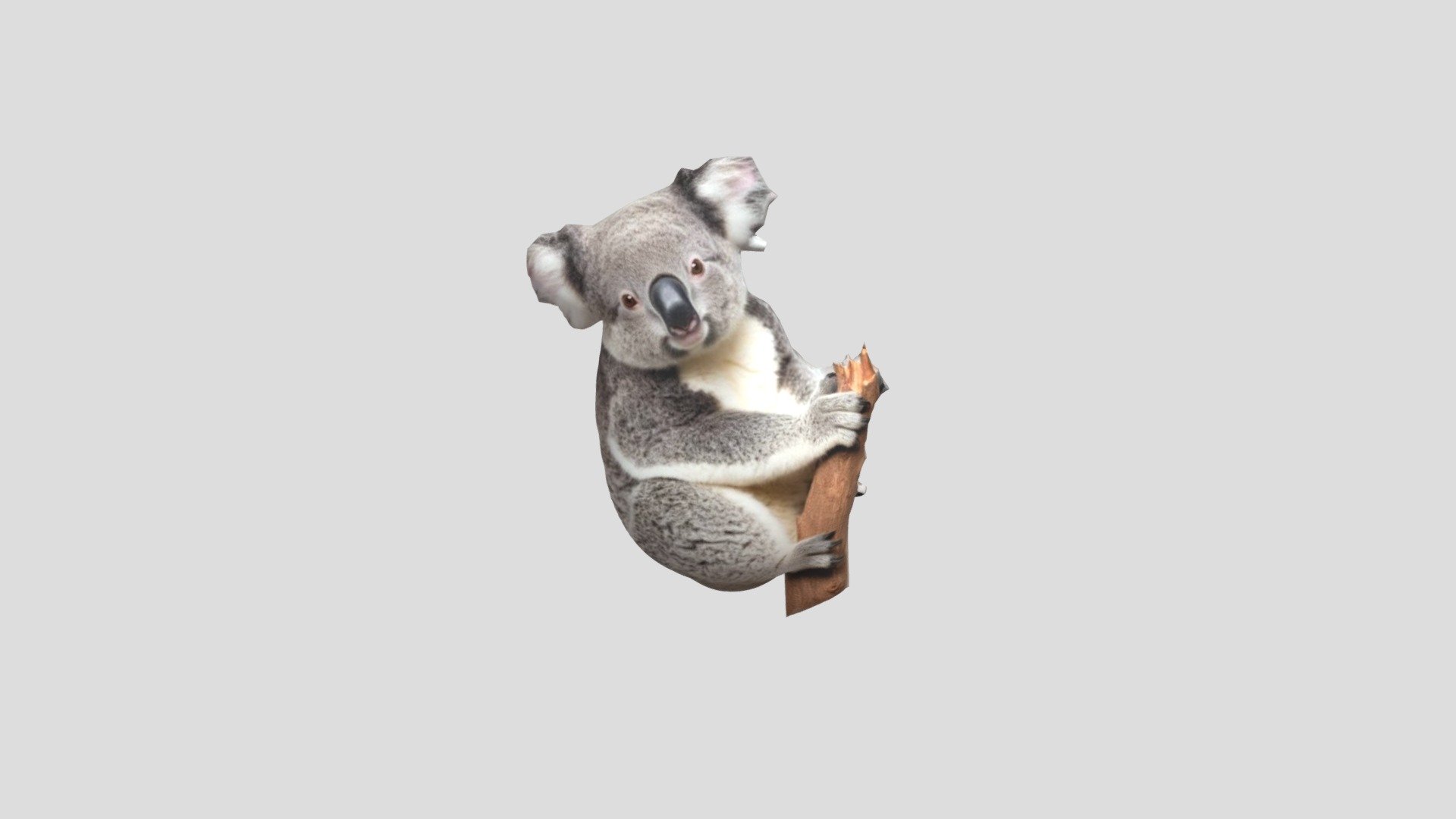 Koala - 3D model by dewidewiagustina123 [39be394] - Sketchfab