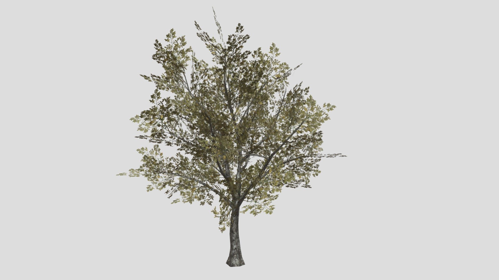 Tree 3D Model 034 - Buy Royalty Free 3D model by Bigbubble [39becd1 ...