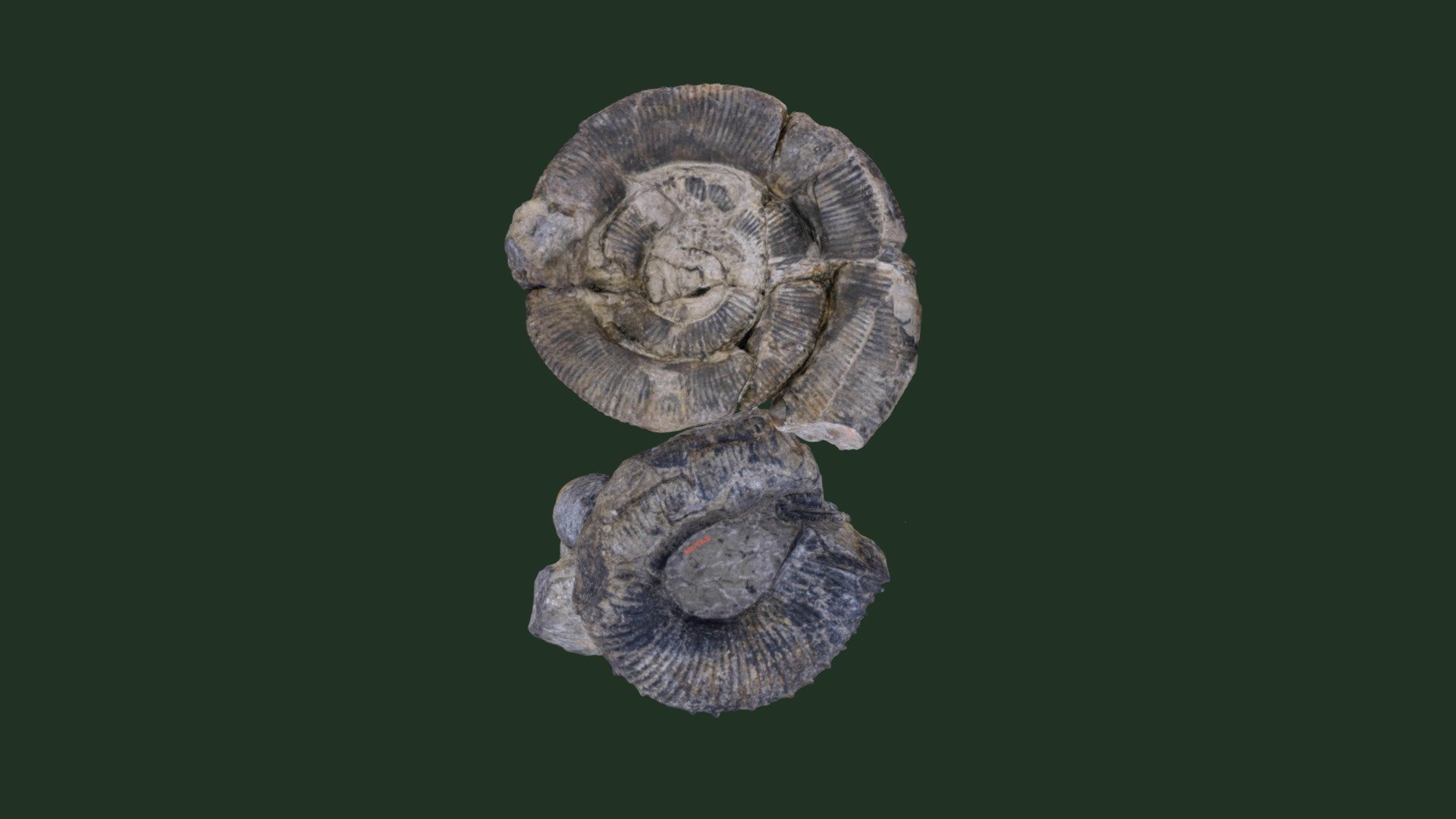 プラビトセラス シグモイダーレ Pravitoceras sigmoidale - Download Free 3D model by 大阪市 ...