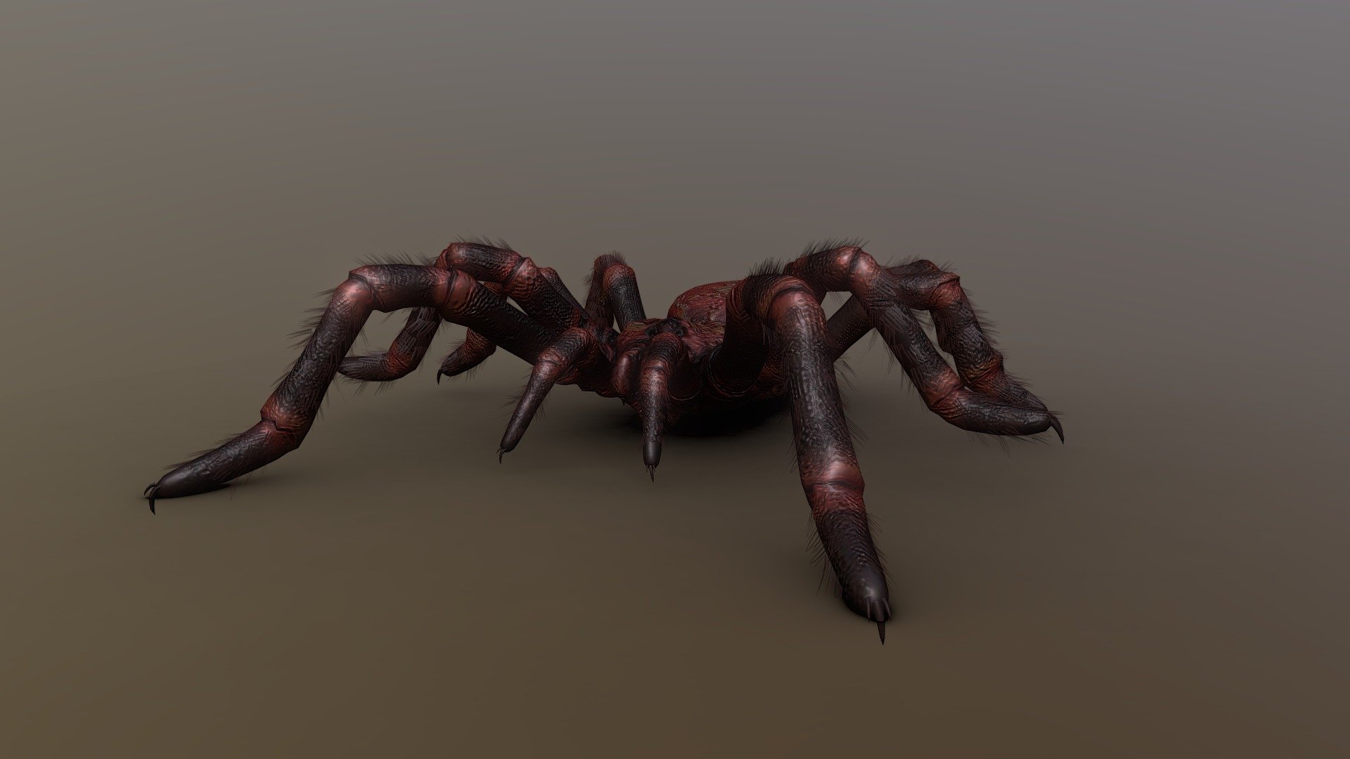 King Baboon Tarantula - Download Free 3D model by ArachnoBoy (@vang807 ...