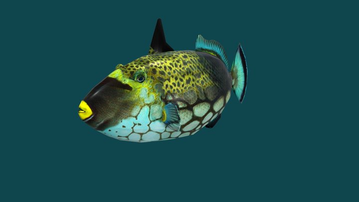 Triggerfish 3D models - Sketchfab