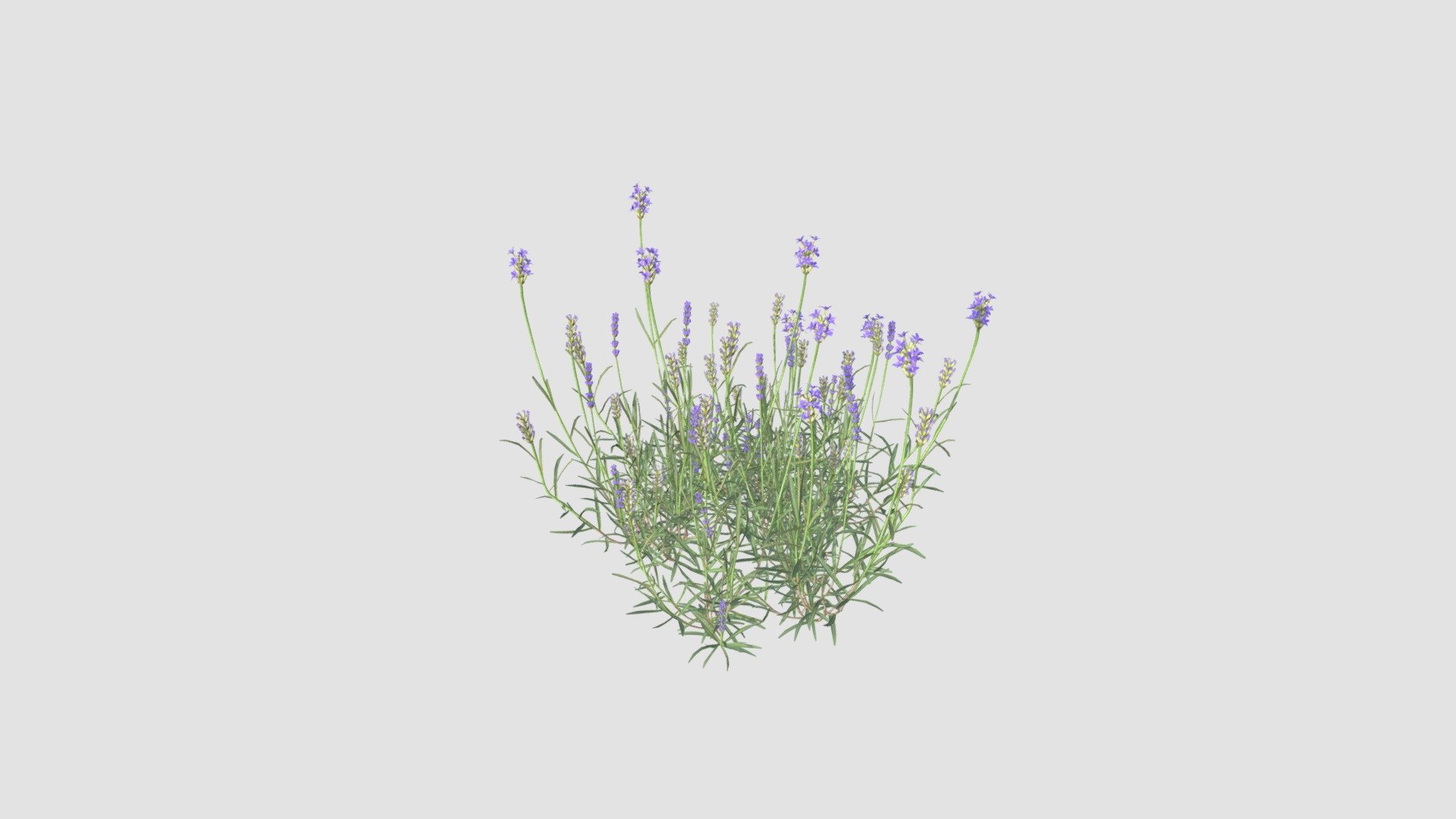 Lavandula - Buy Royalty Free 3D model by Evermotion [39c6490 ...