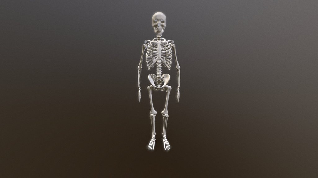 Human Skull and Skeleton - A 3D model collection by 3D ARMOR (@3D_Armor ...