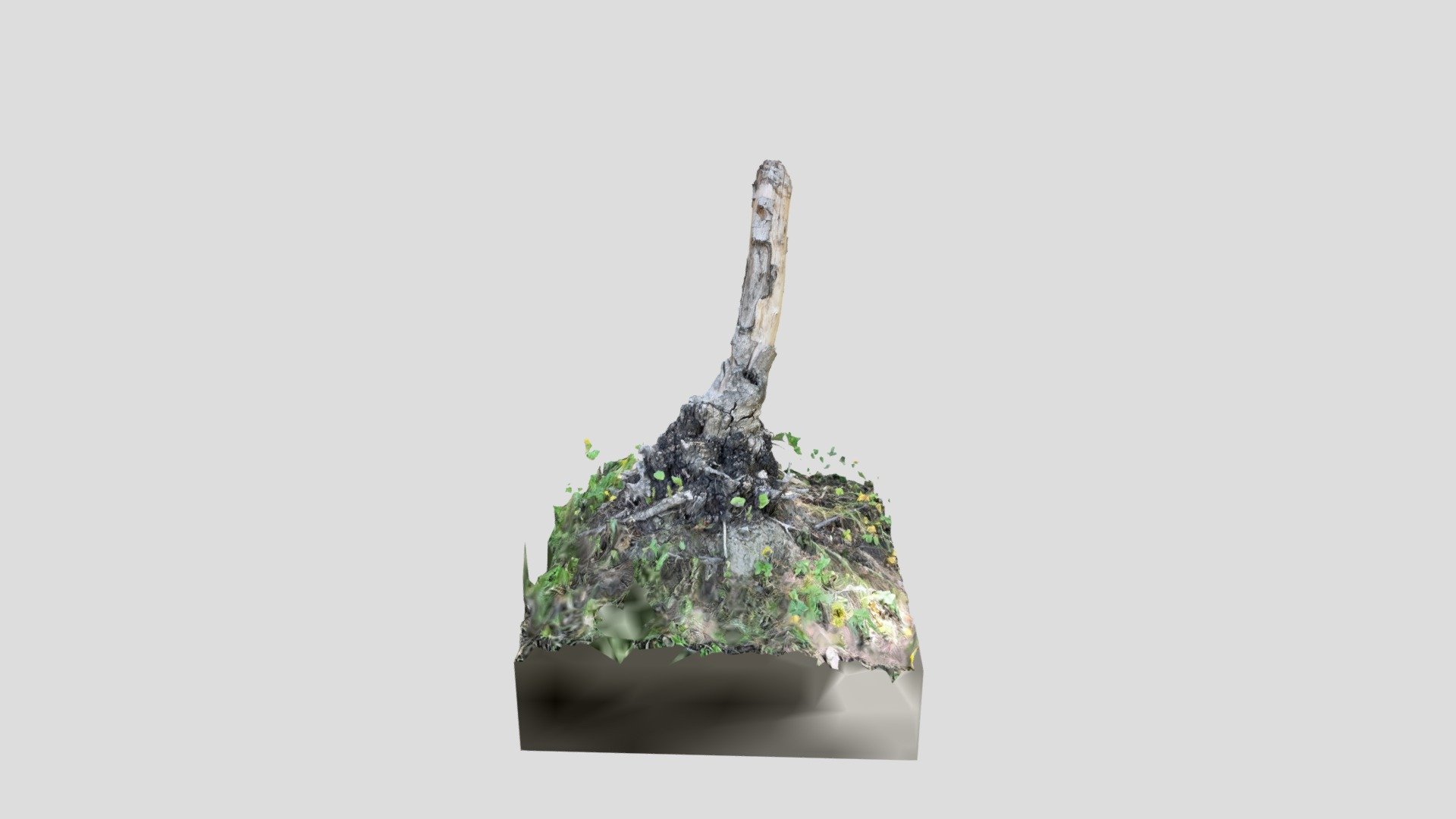 Tree stump - Download Free 3D model by garagestudios [39cfa31] - Sketchfab