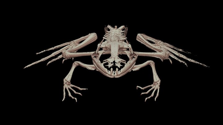 Amphibia 3D models - Sketchfab