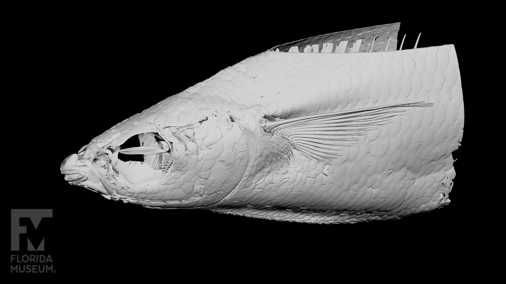 Topsmelt silverside - 3D model by FloridaMuseum [39d44f3] - Sketchfab