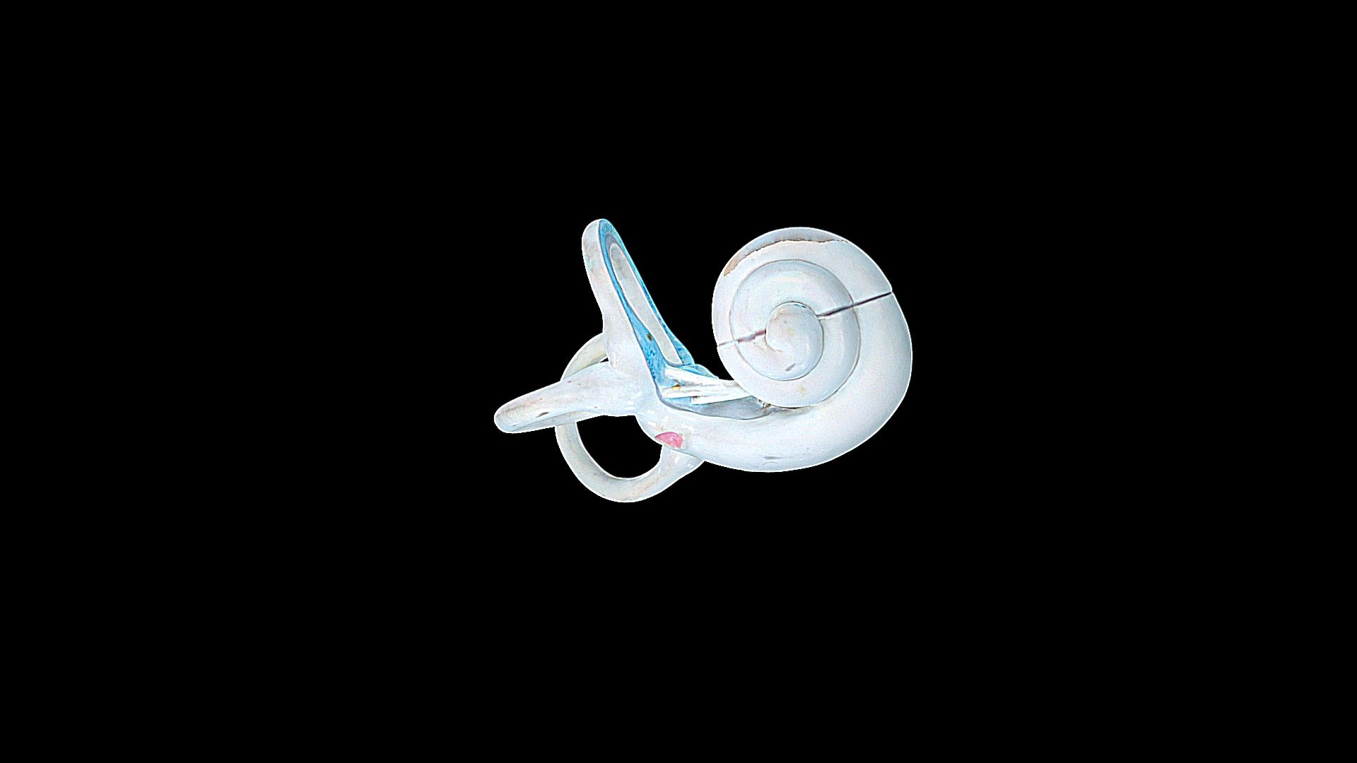 Cohlea vestibule semicircular canals closed - 3D model by tkanan ...
