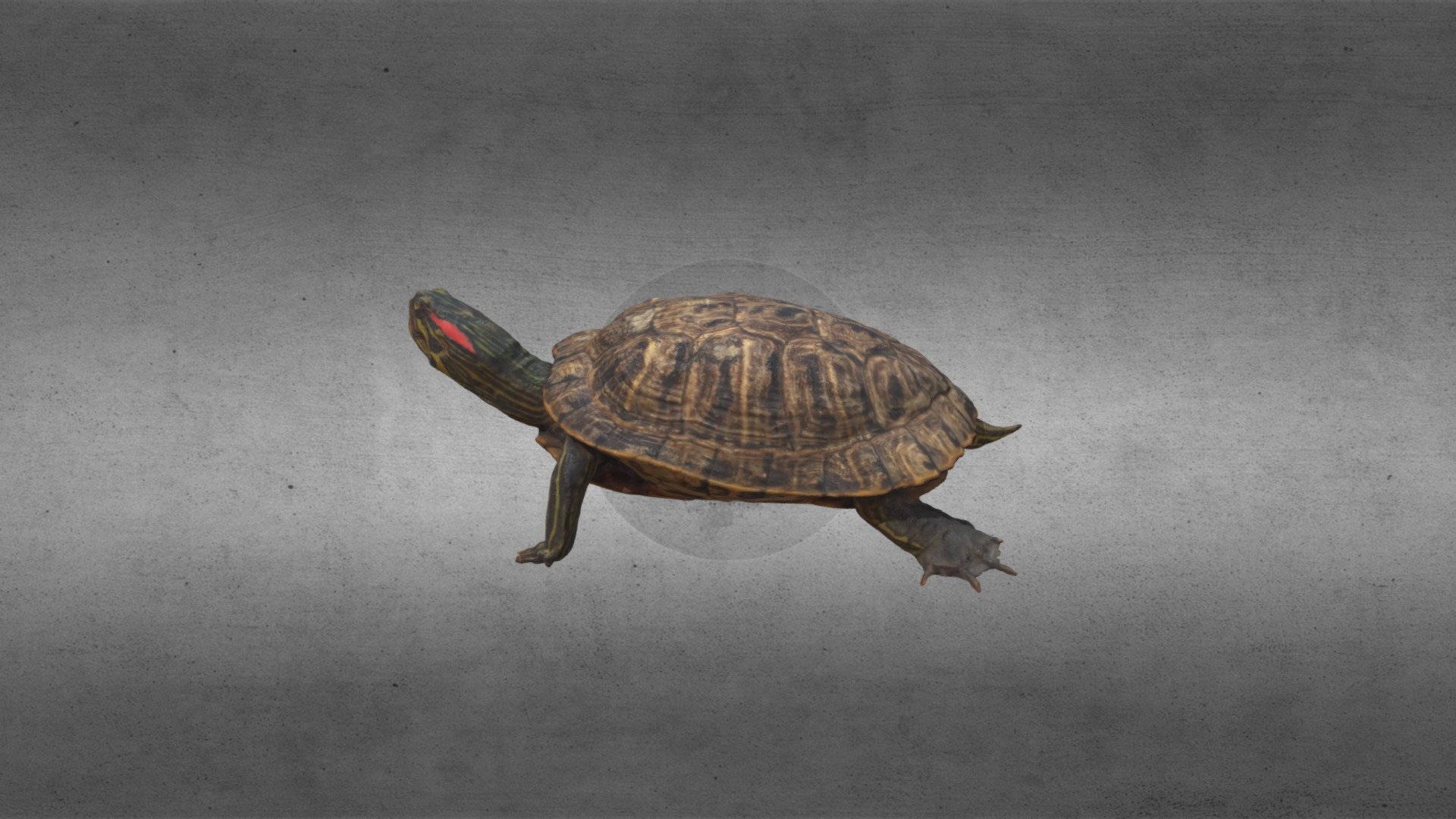 Tortuga de Florida - 3D model by Adrià Moreno (@adriamm) [39df29c ...