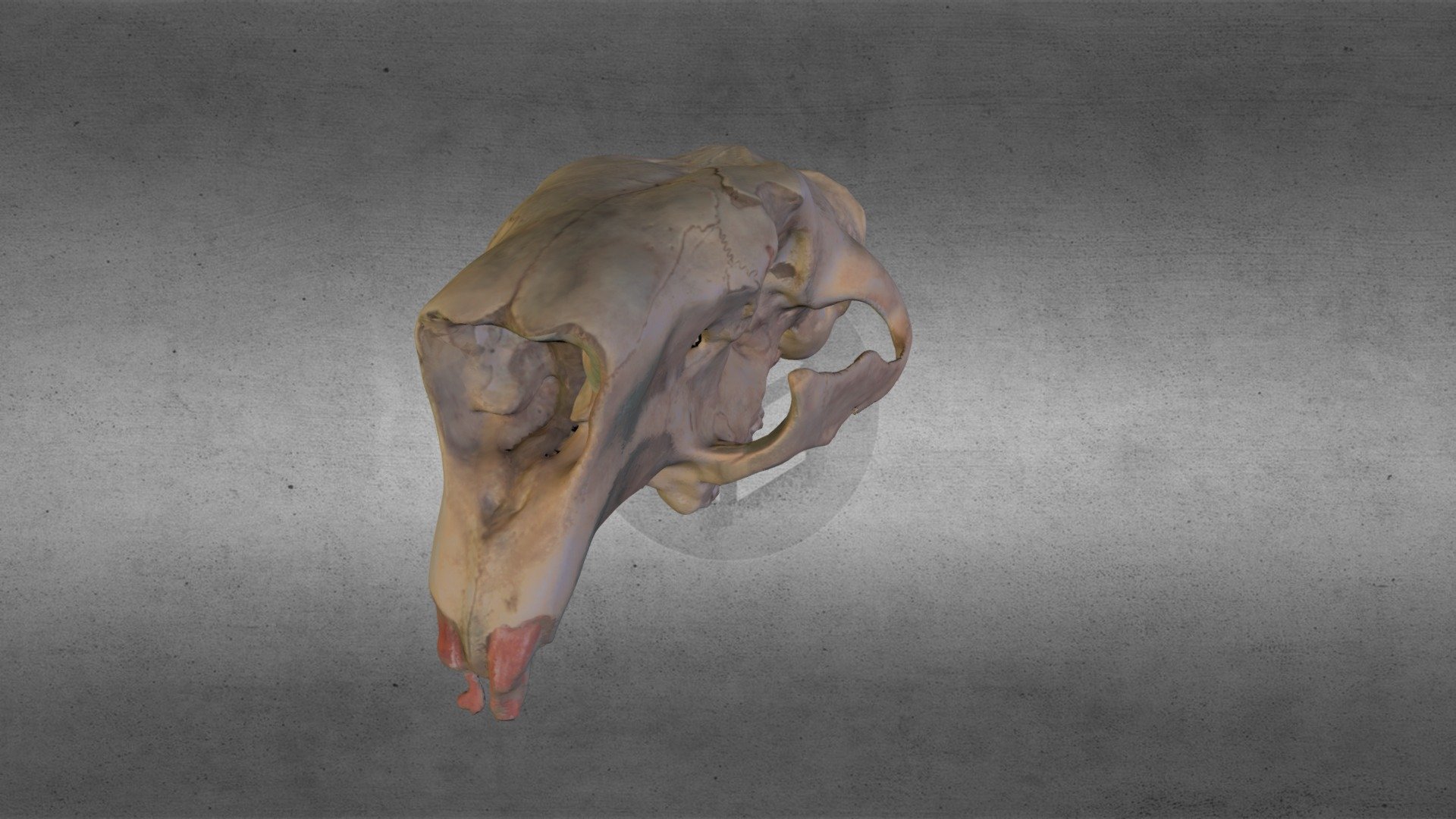 Beaver Skull - 3D model by kuehn [39e5487] - Sketchfab