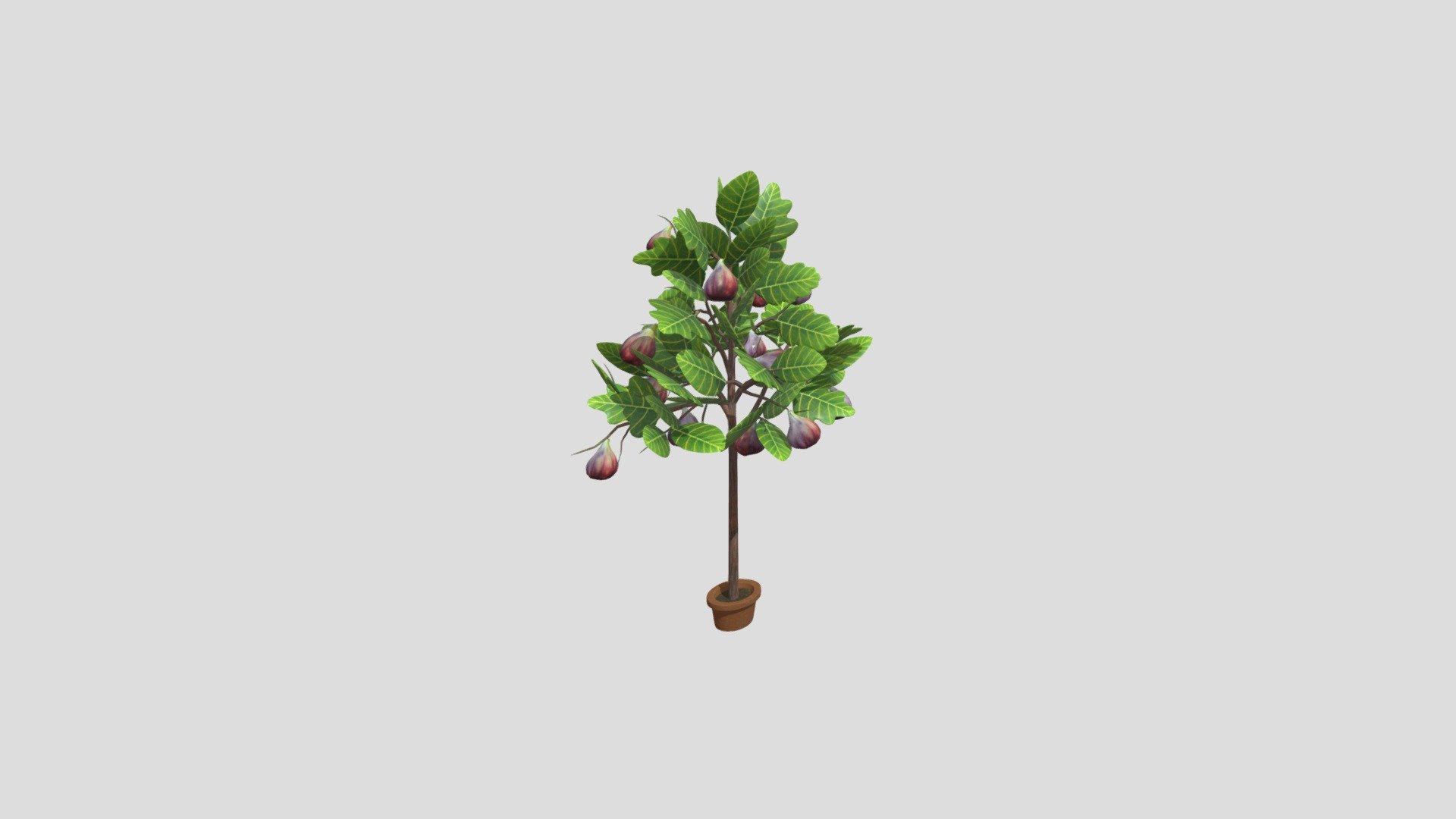 Mannfaat Tanaman Tin - 3D model by Renfred [39e993f] - Sketchfab