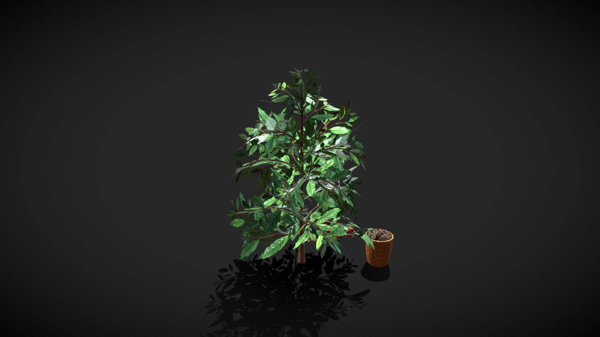 Coffee Tree and Coffee Picking Basket - 3D model by Augmented Island ...