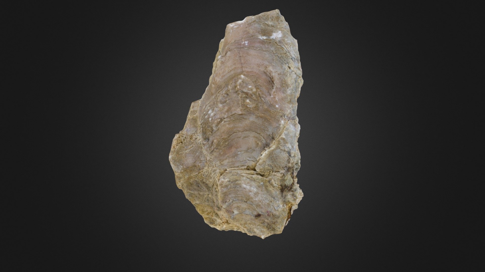 Stromatolite - Download Free 3D model by Jonathan Marcot (@jmarcot ...