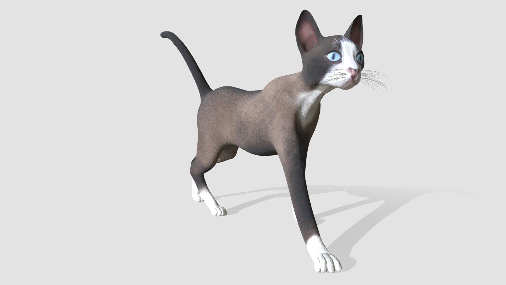 cat - Buy Royalty Free 3D model by Evermotion [39f0127] - Sketchfab Store