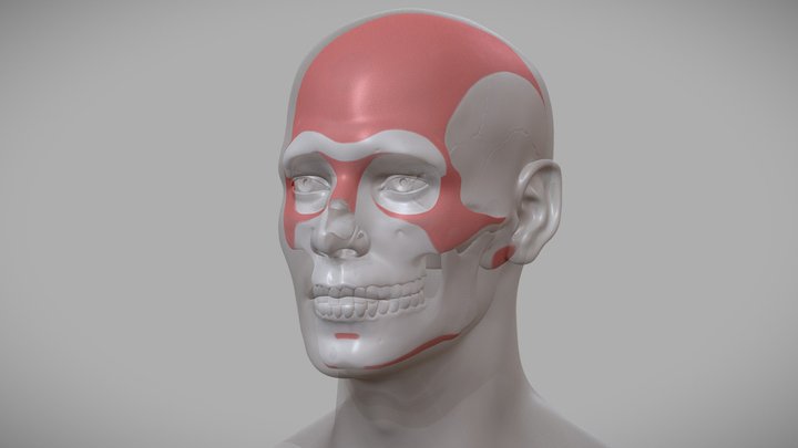 Bony 3D models - Sketchfab