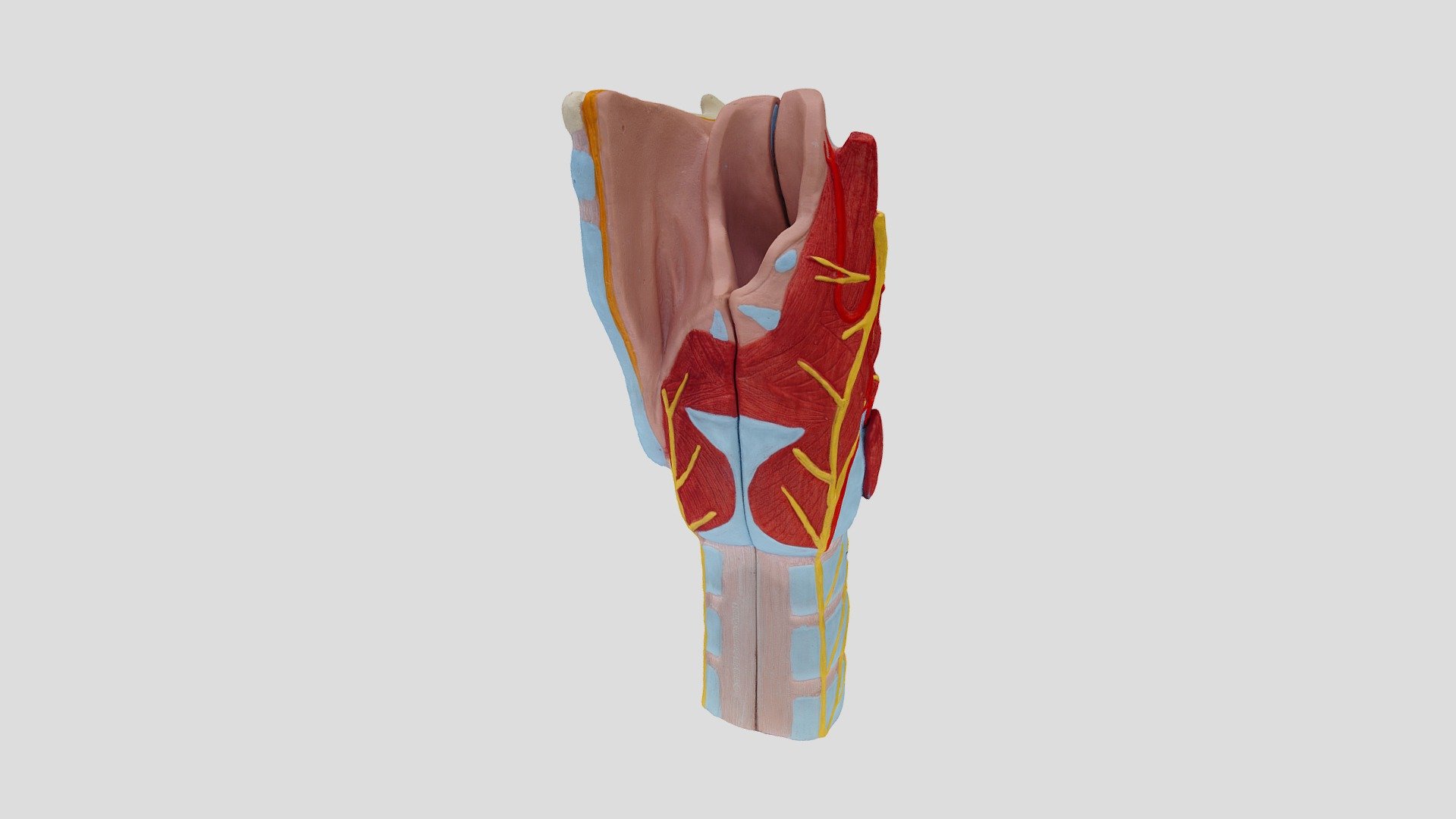 larynx-muscles - 3D model by kucharm [39f932a] - Sketchfab