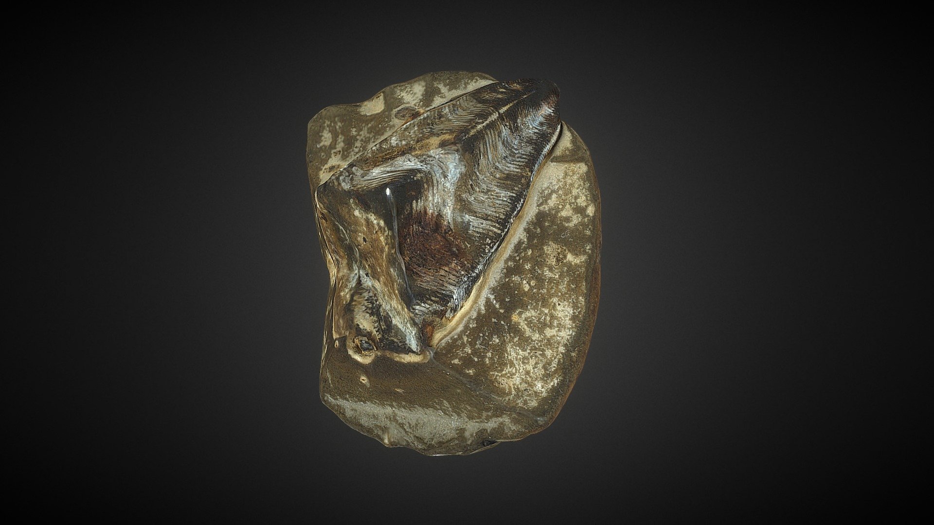 Conularia sp. - 3D model by paleontologiaudec [39fa317] - Sketchfab