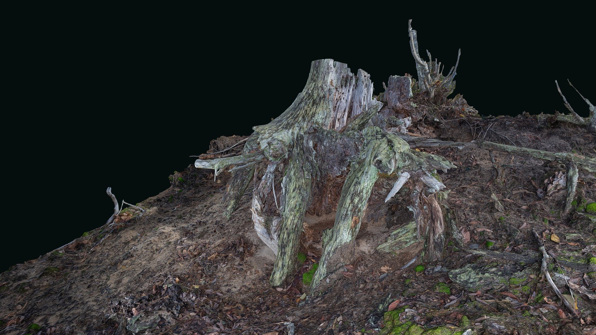 The roots and trunk of a fallen tree - Buy Royalty Free 3D model by ...