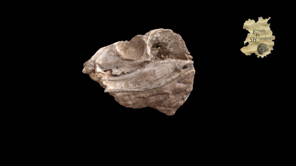Rhynchosaur skull - Download Free 3D model by Fossils in Shropshire ...