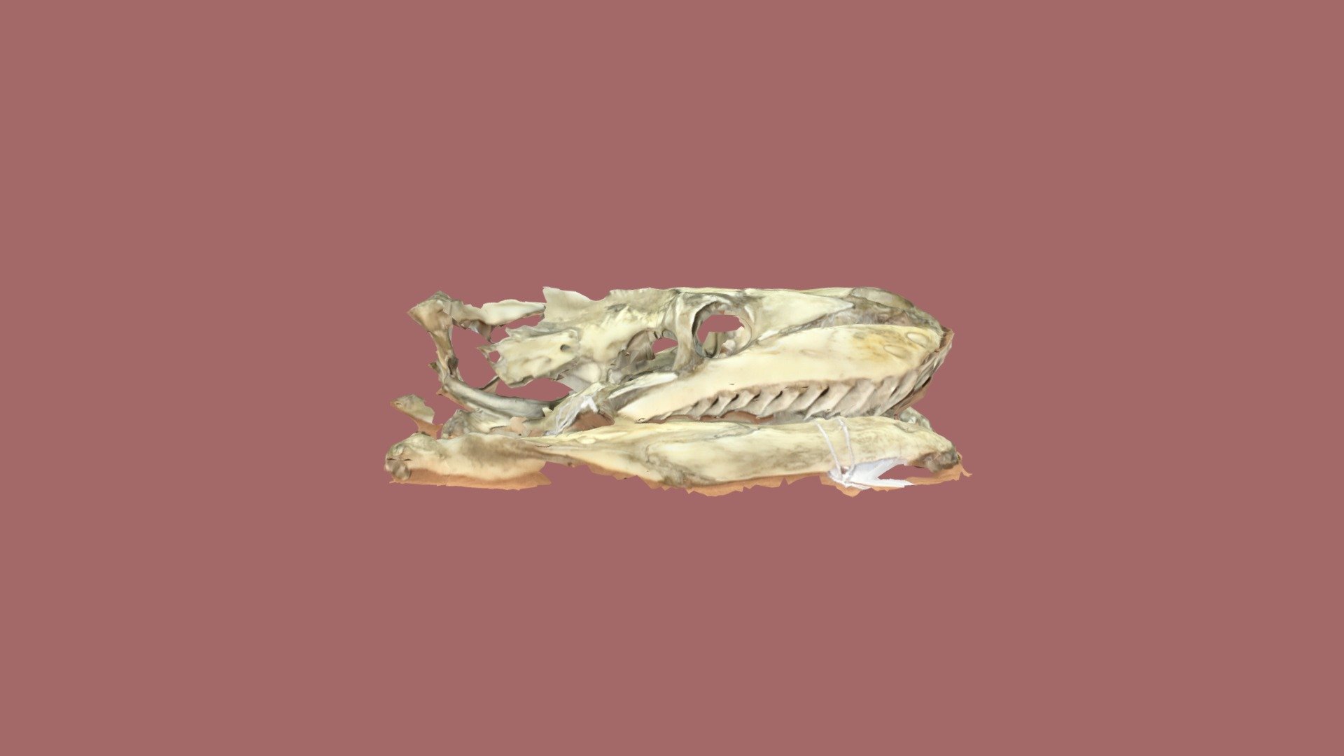 Boa Skull - 3D model by rfwaugh [3a0837c] - Sketchfab