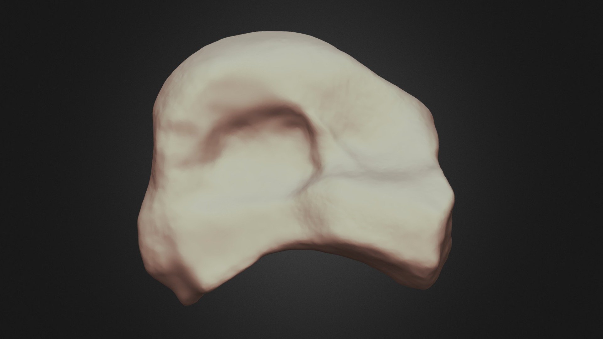 Ursus americanus Left Capitate - 3D model by Lakehead Anthropology ...