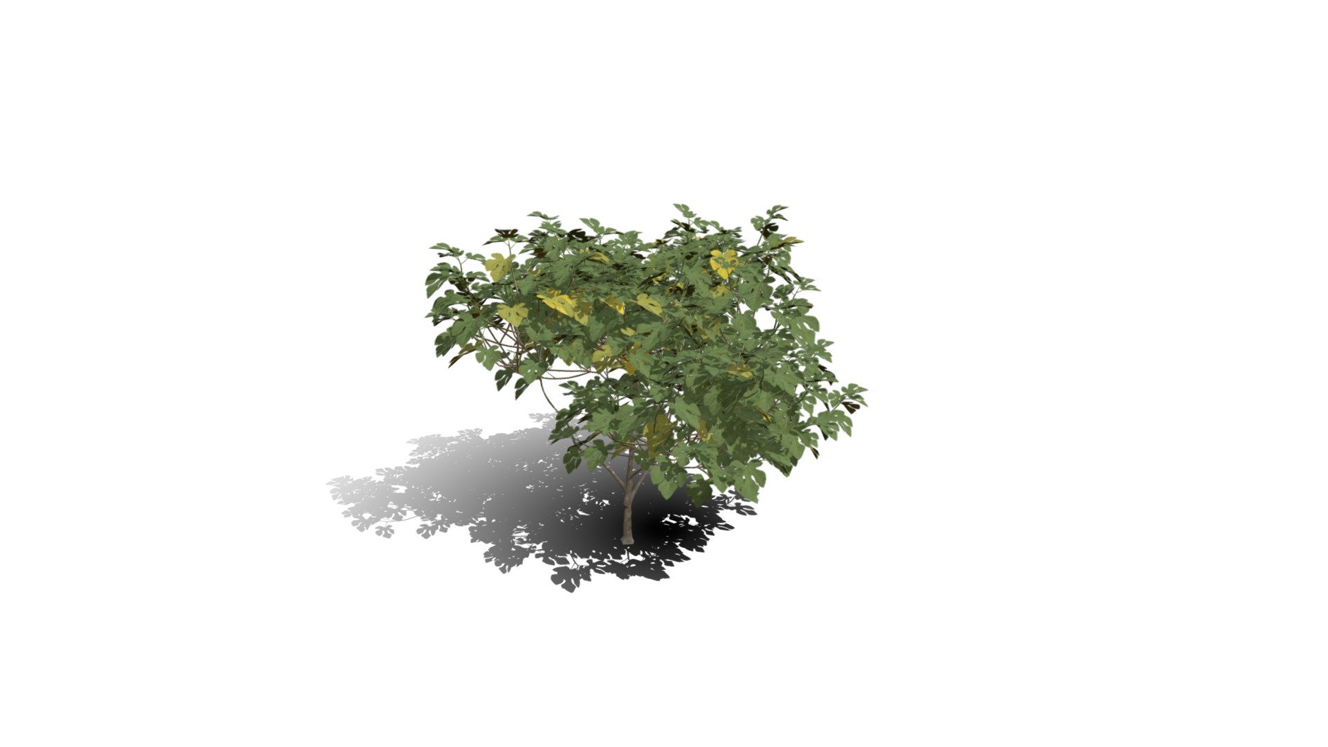 Realistic HD Common fig tree (26/30) - Download Free 3D model by ...