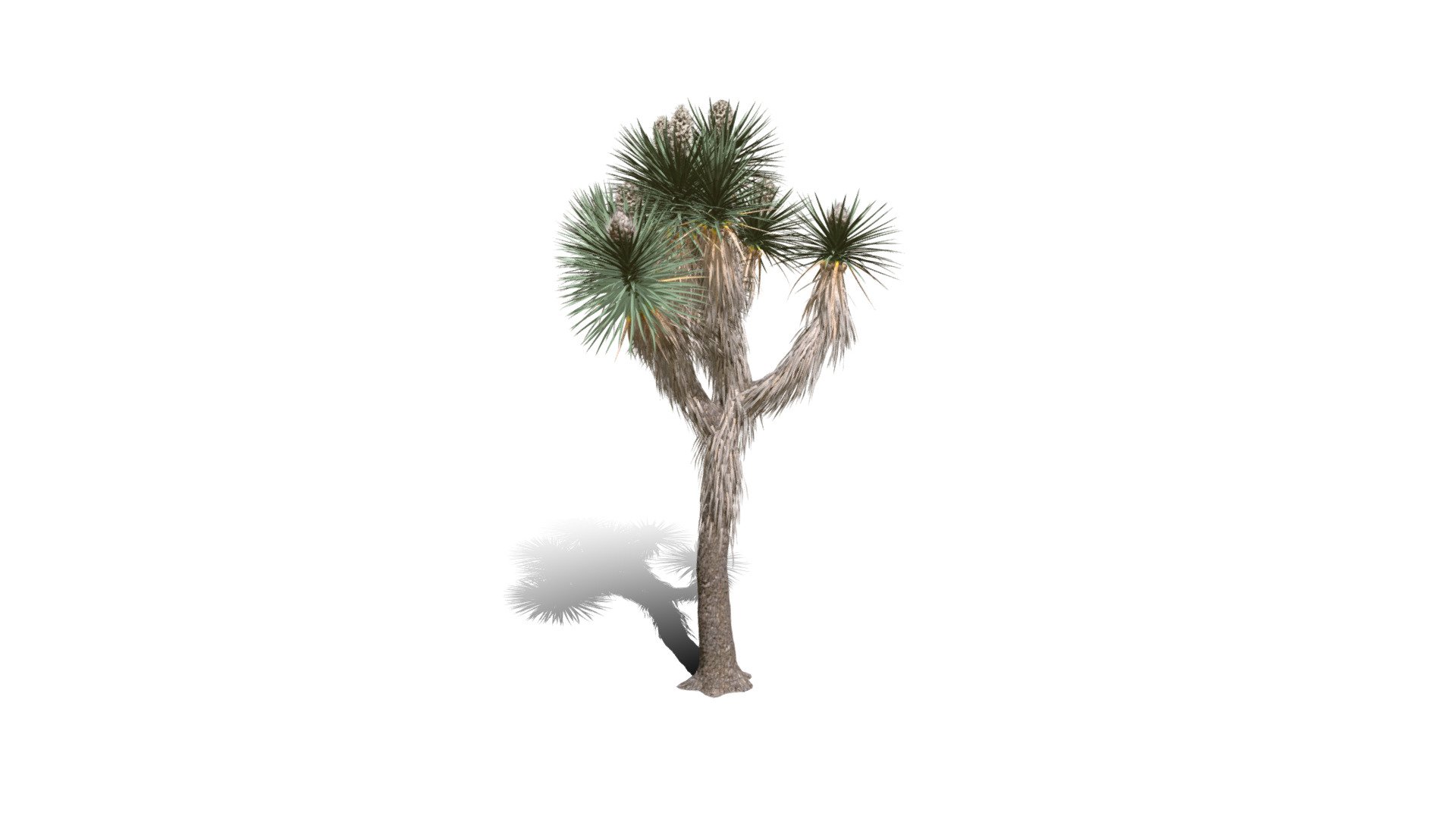 Realistic HD Joshua tree (3/30) - Buy Royalty Free 3D model by ...