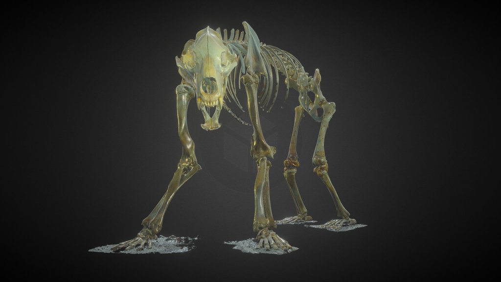 References - Full Skeletons - A 3D model collection by osteoarchaeology ...