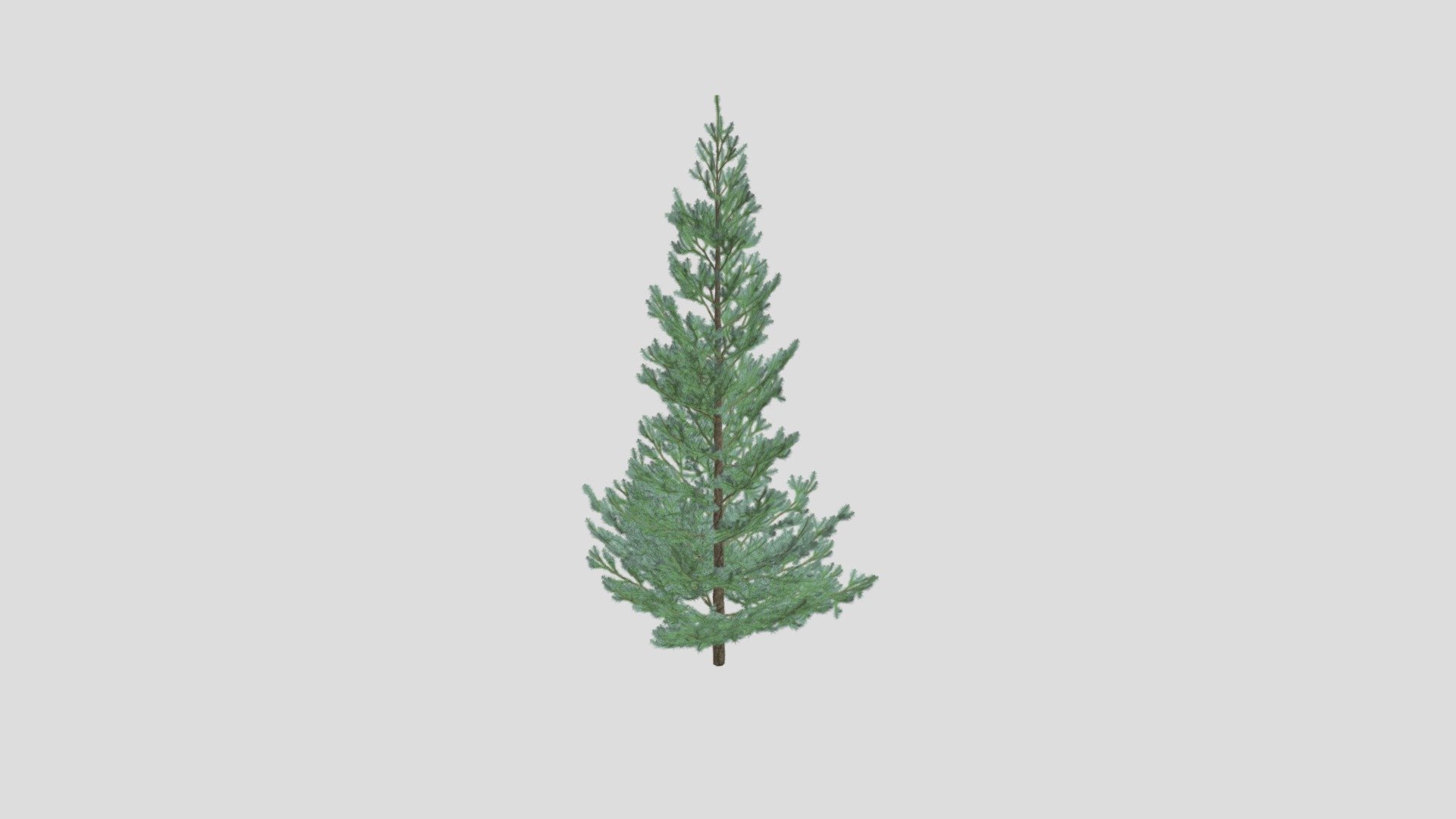 Picea omorika 28 AM219 Archmodel - Buy Royalty Free 3D model by ...