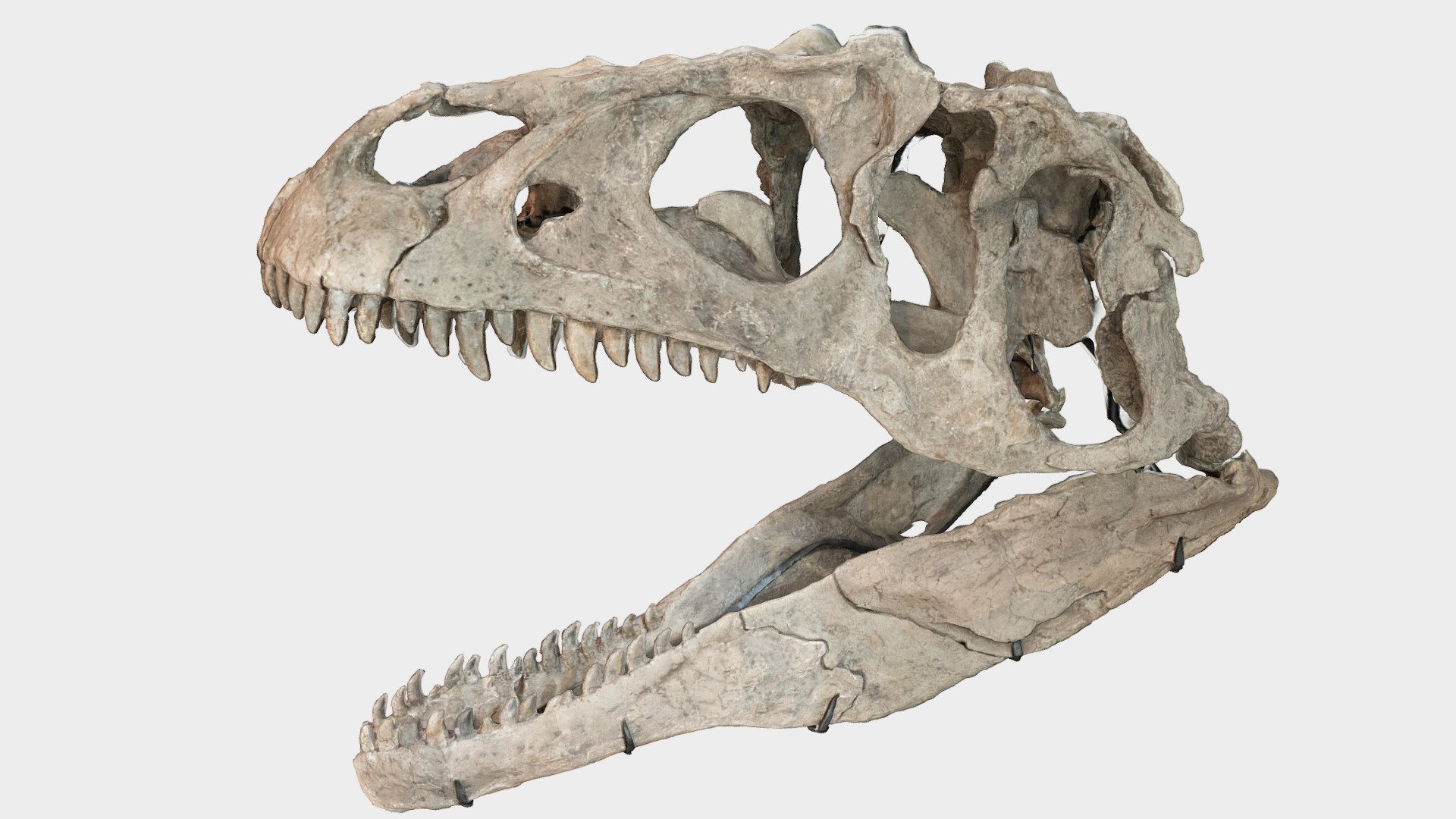 Allosaurus sp. nov. - "Arkhane" - 3D model by Benoît Rogez (@shadows44 ...