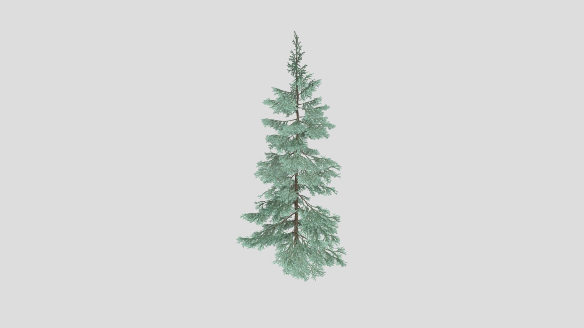 Picea pungens 25 AM219 Archmodel - Buy Royalty Free 3D model by ...