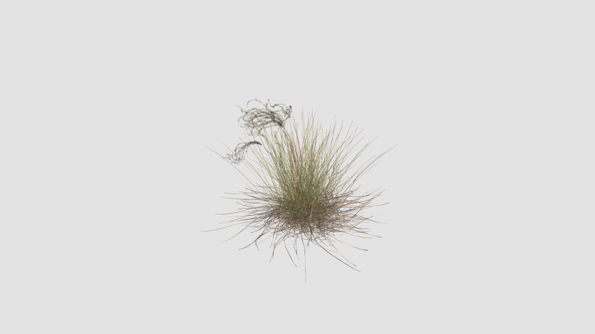 Stipa borysthenica - Buy Royalty Free 3D model by Evermotion [3a2cc88 ...