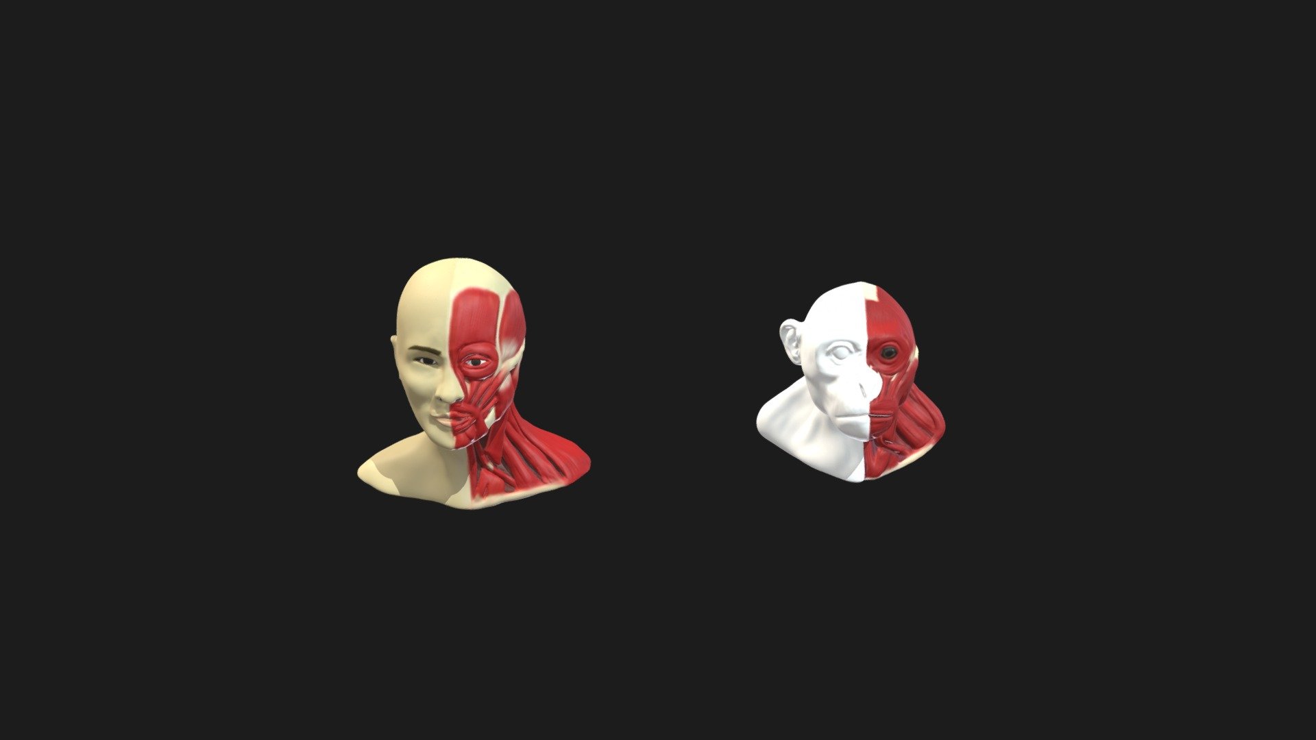 Modern Human & Gibbon Head and Neck - Download Free 3D model by VISIBLE ...