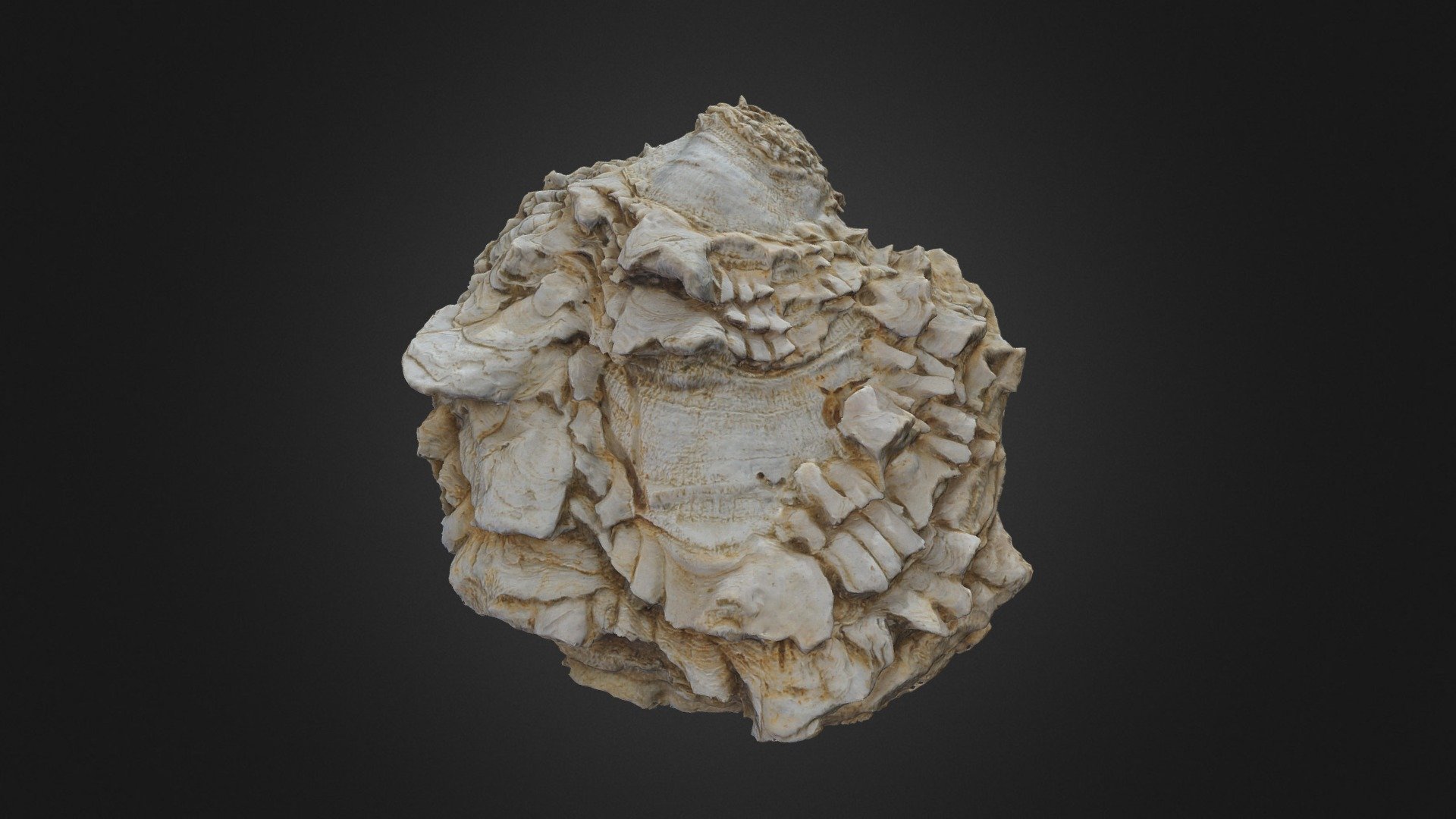 Chama gryphoides Linnaeus, 1758 - 3D model by Elio Lippolis ...