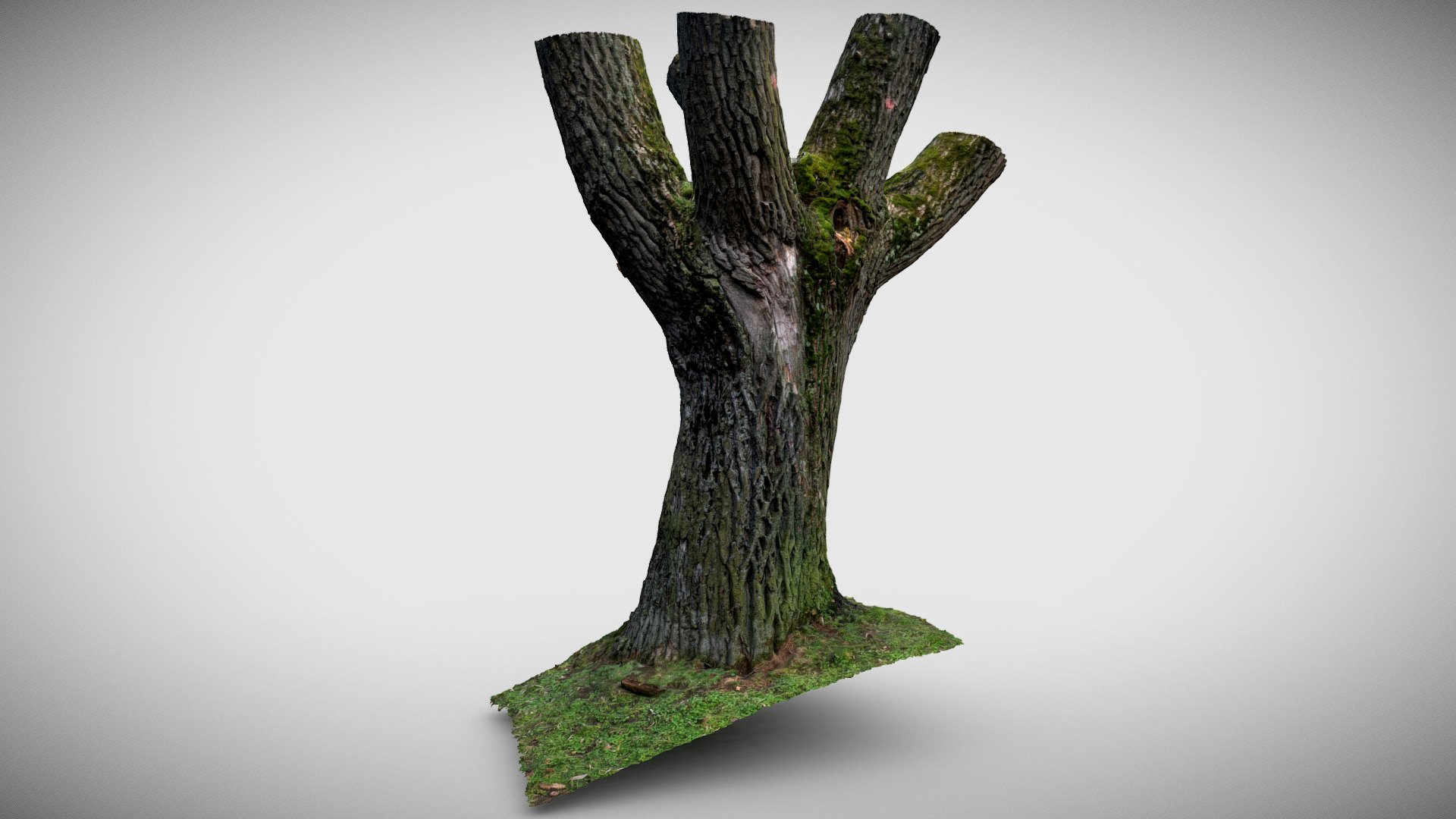 Tree trunk - Buy Royalty Free 3D model by GM3Dscan [3a40998 ...
