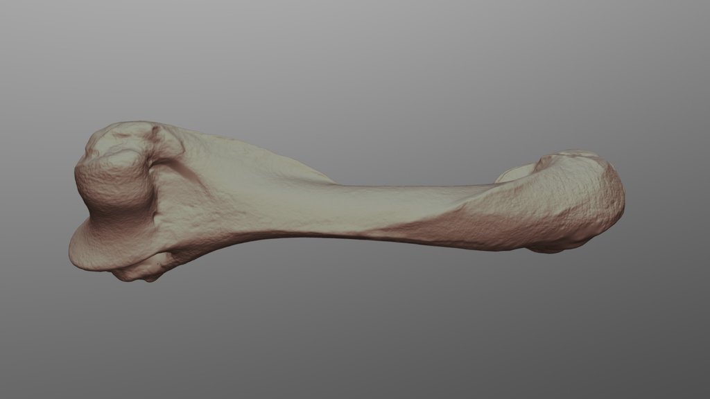 Sample animal bone scans - A 3D model collection by tomomahoney - Sketchfab