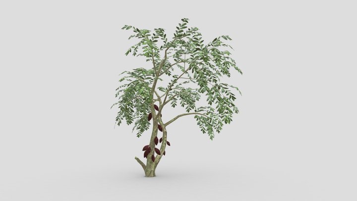 Cacao-tree 3D models - Sketchfab