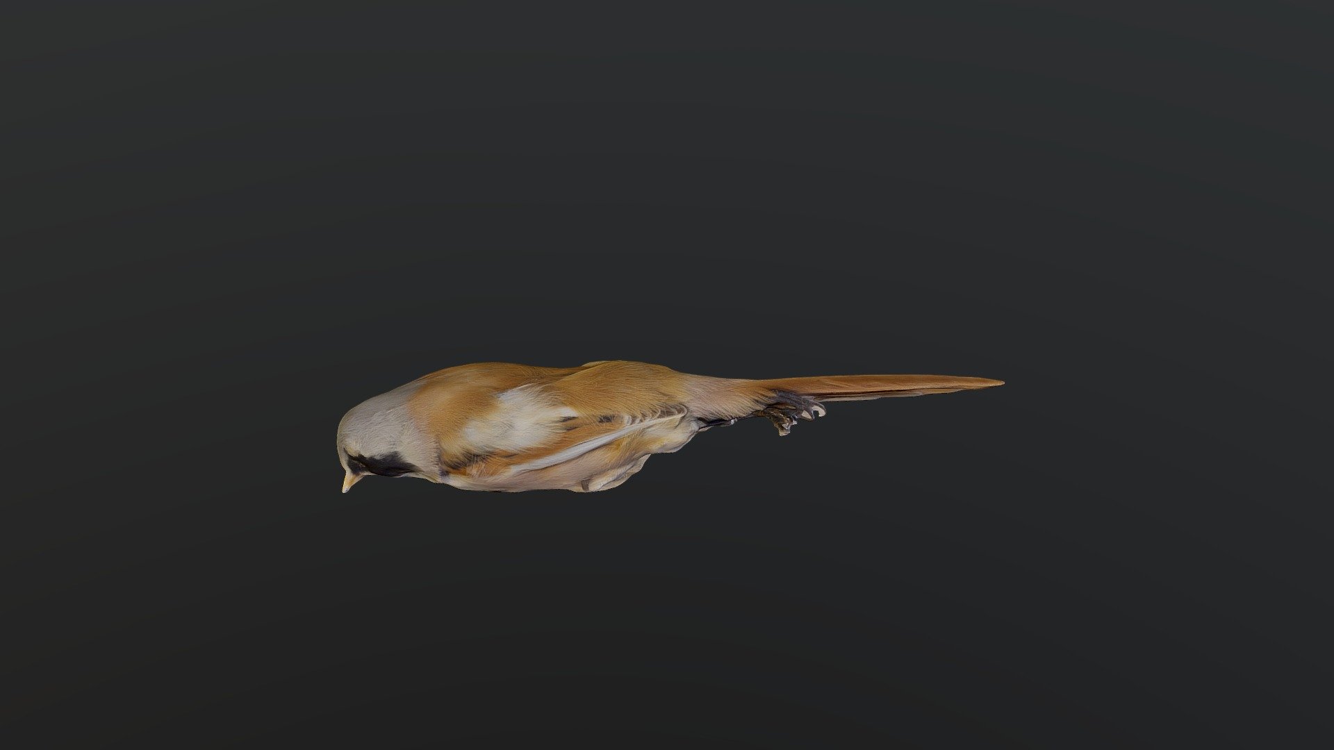Bearded Reedling - Panurus biarmicus - Download Free 3D model by ...