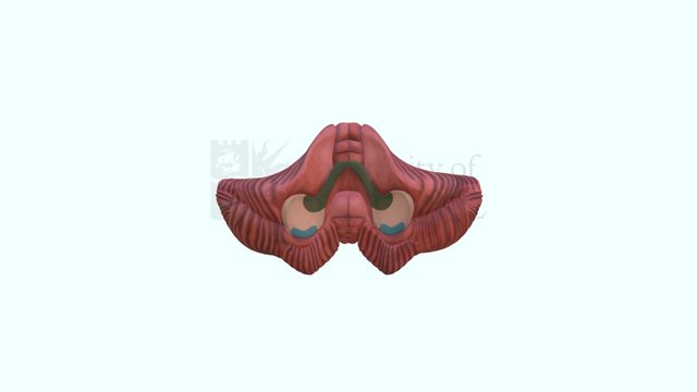 Tonsil 3D models - Sketchfab