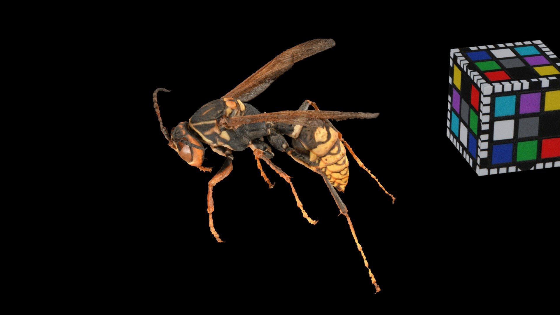 セグロアシナガバチ 🐝 Dark-waisted Paper Wasp - Download Free 3D model by ffish ...
