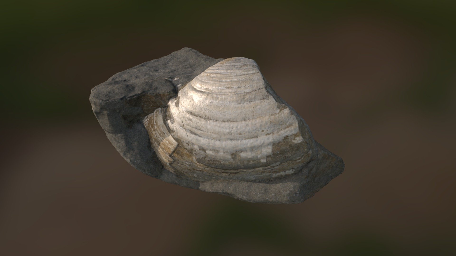 Shell Fossil in Rock - Download Free 3D model by radon199 [3a52c96 ...