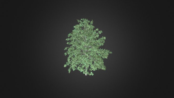 Quercus 3d Models Sketchfab