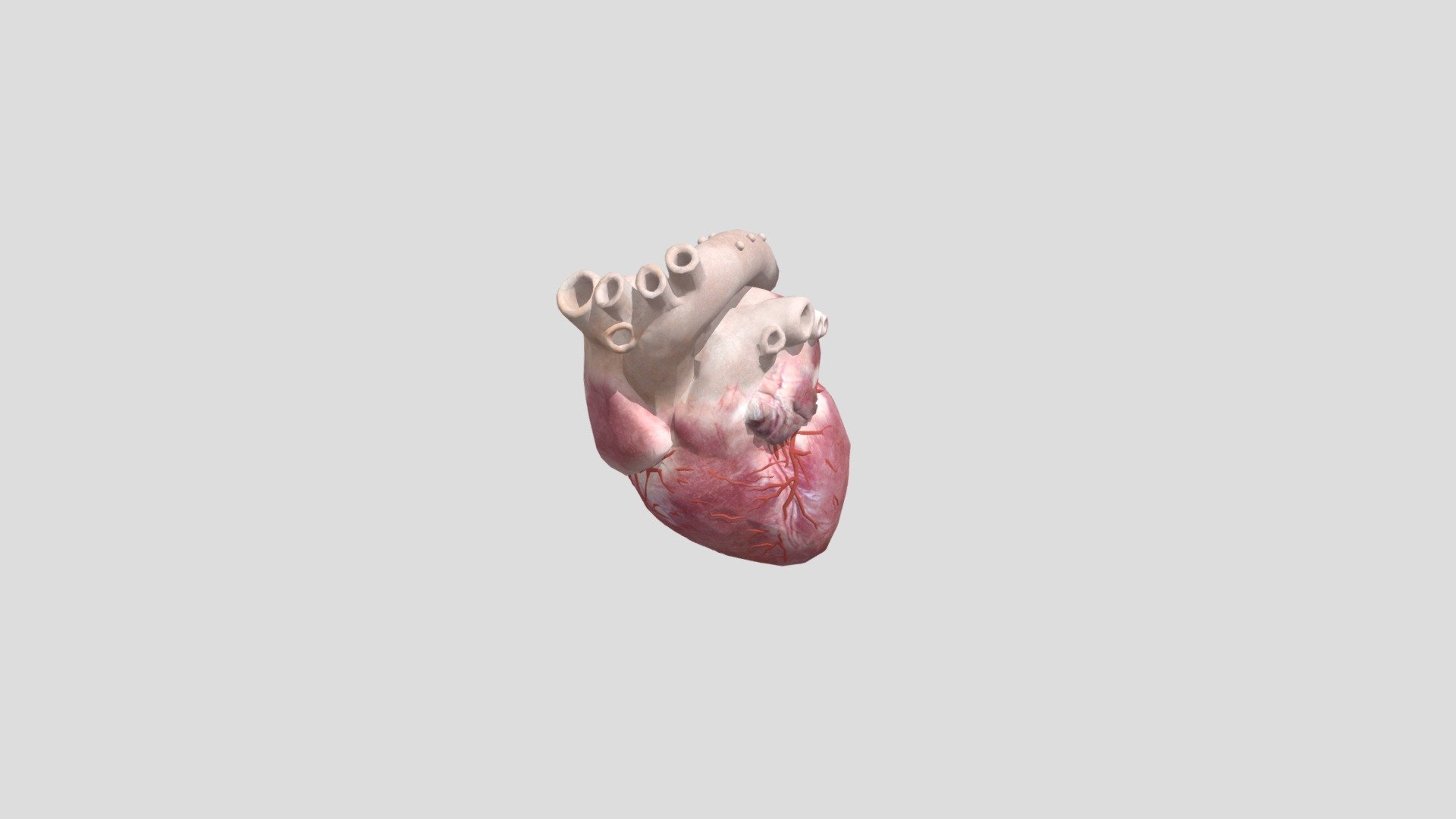 Human-heart - 3D model by lailaburns [3a562be] - Sketchfab