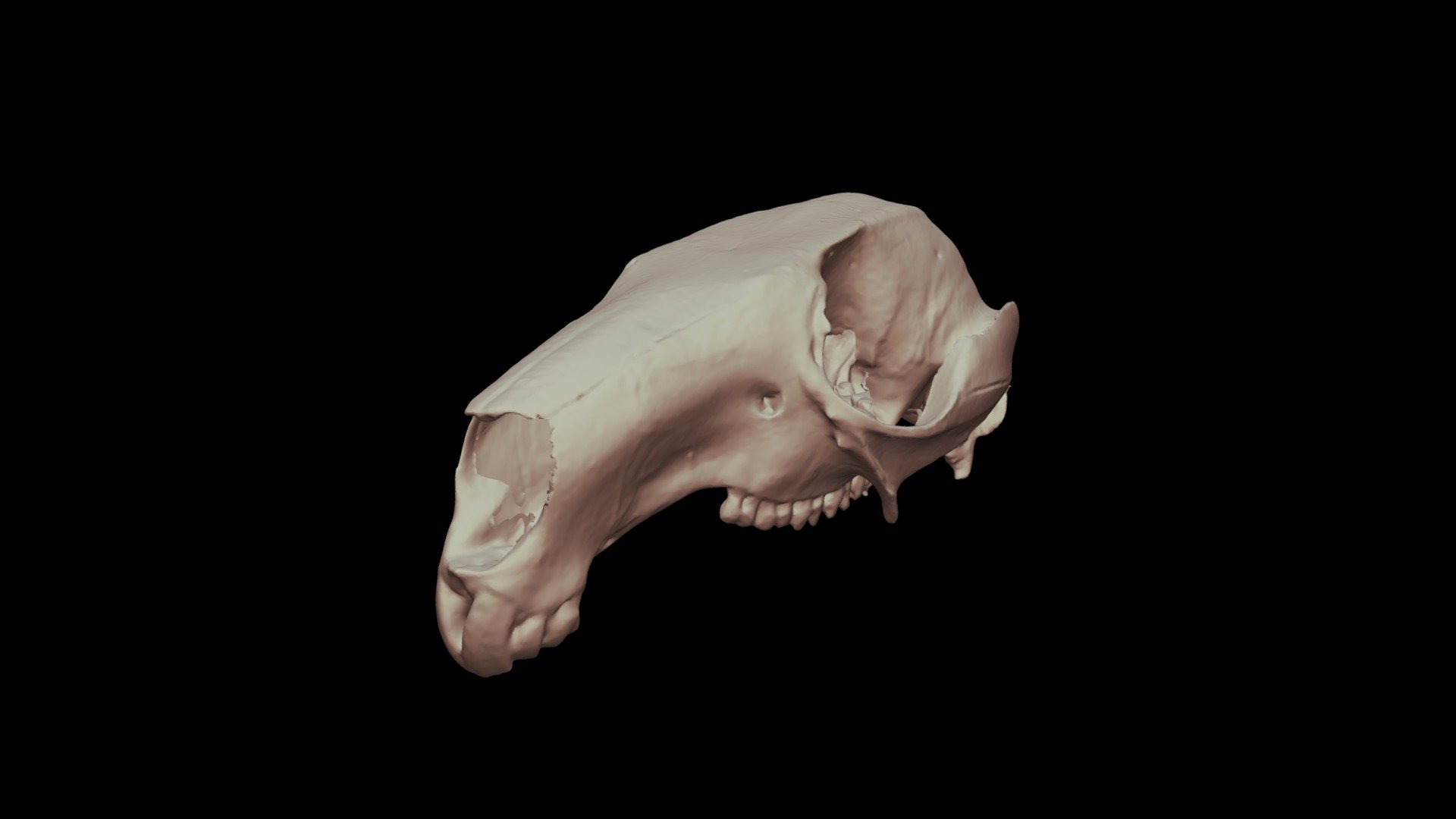 WAM M1746 - Western Brush Wallaby (Skull) - 3D model by Western ...